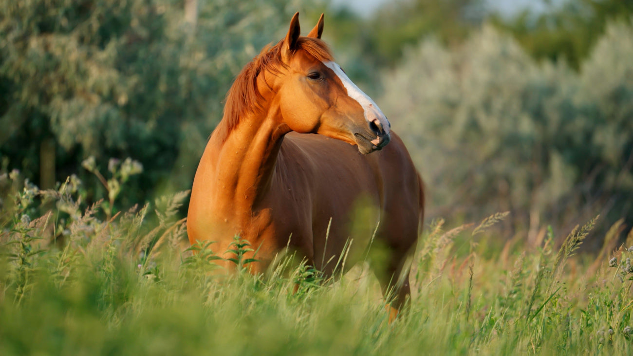 Herbal Feeding for Horses – What Does the Research Say? – Chia de Gracia EN