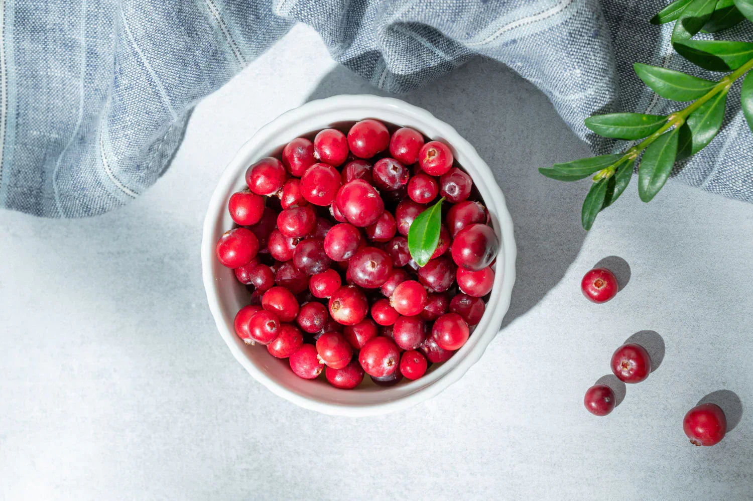 Cranberry Hunde Harnwege – Forschungsbasierte Übersicht | CdG – Chia de ...