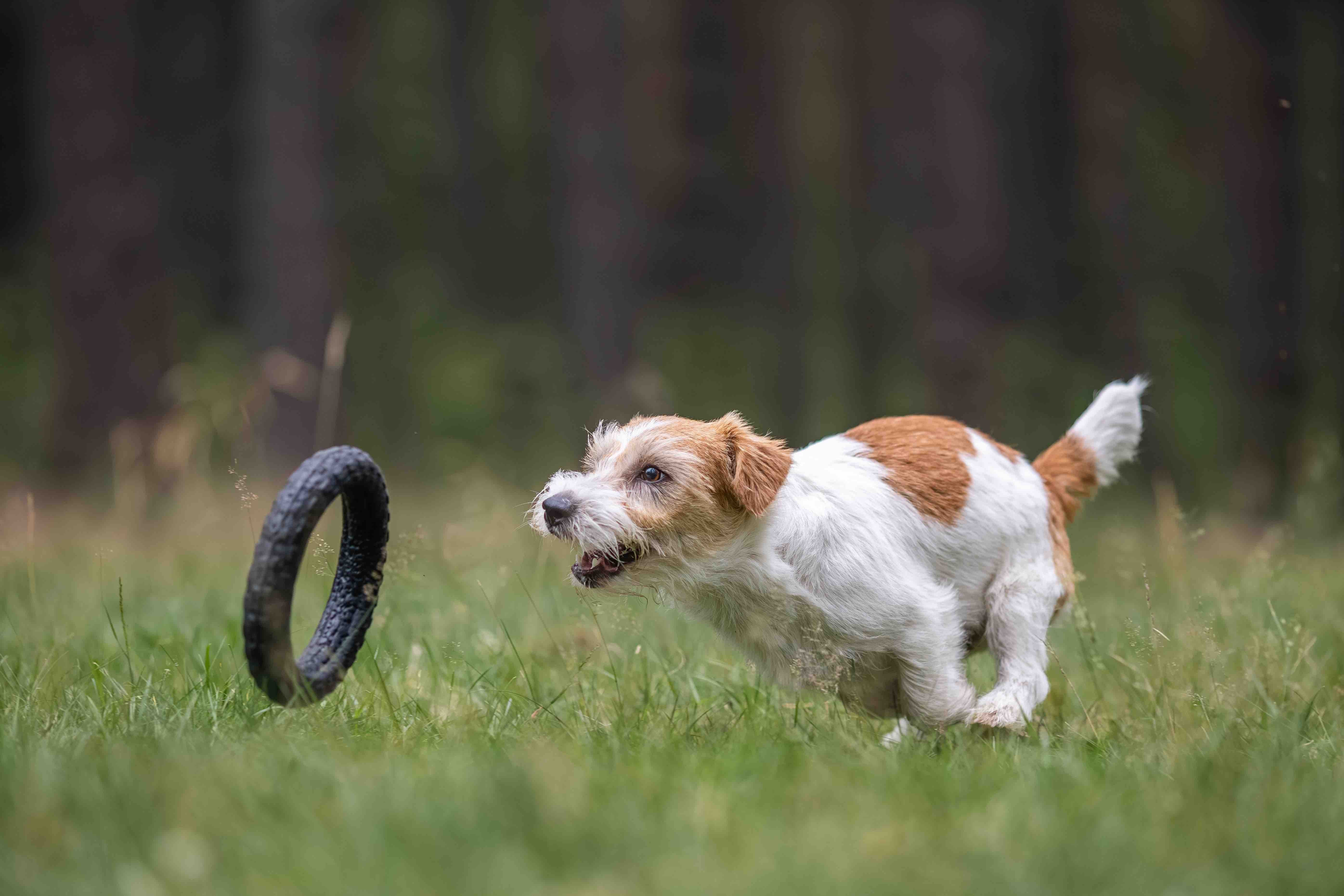 All CdG products for Dogs – Chia de Gracia EN
